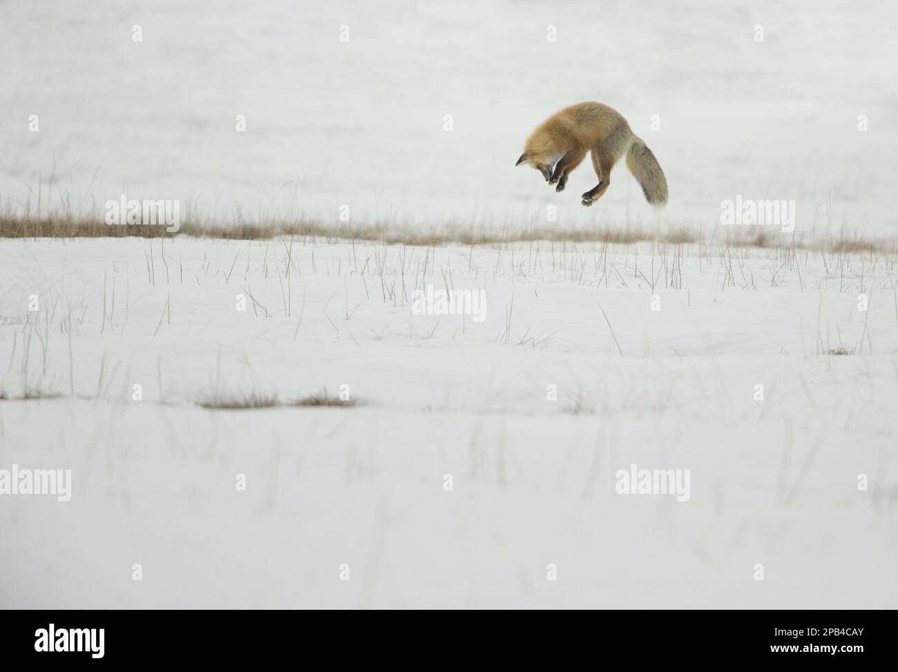 American Red Fox (Vulpes vulpes fulva) adult, hunting, jumping on prey ...