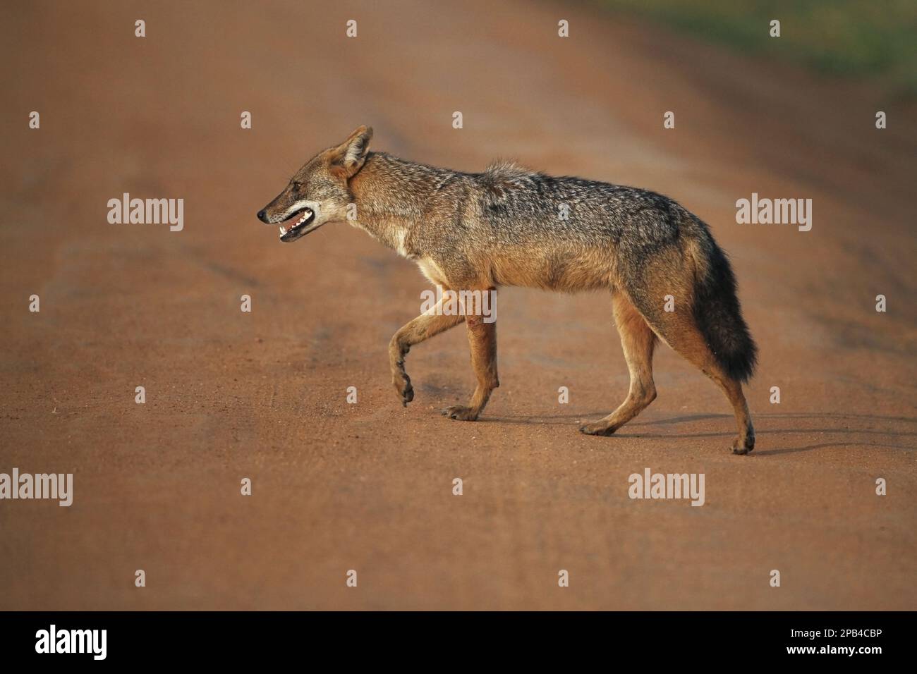 Golden golden jackal (Canis aureus), adult, walking along a dirt track in the evening sun, Yala ...