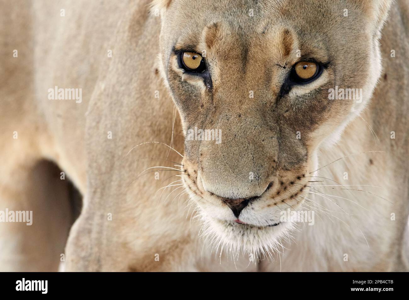 Transalvaal Lion, southern african lion (Panthera leo krugeri ...