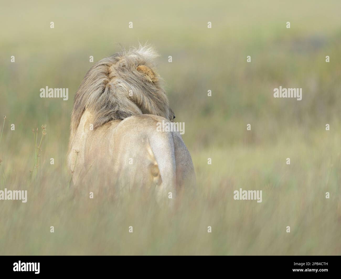 Masai Lion (Panthera leo nubica) adult male, rear view, standing ...