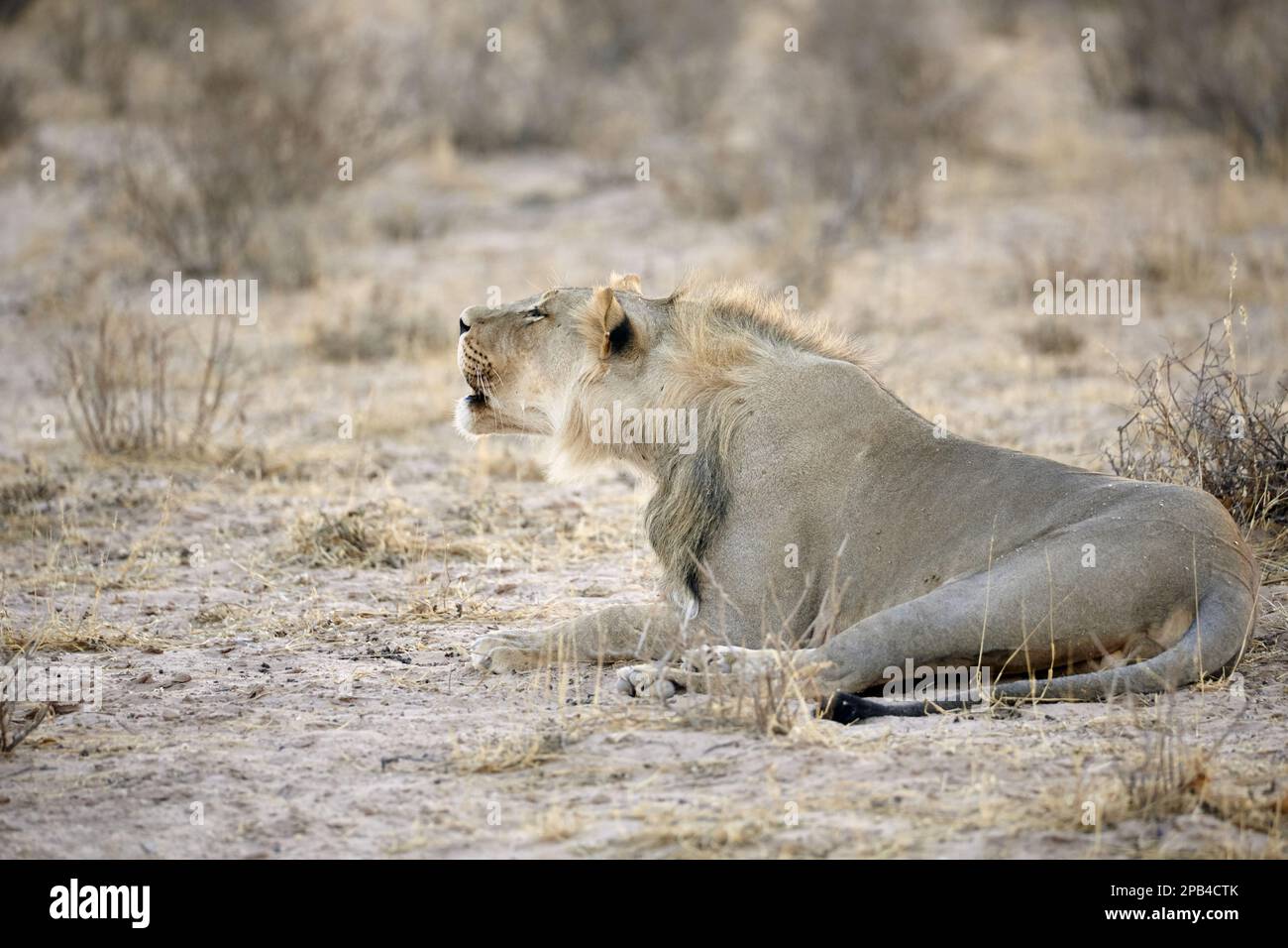 Transalvaal Lion, southern african lion (Panthera leo krugeri ...