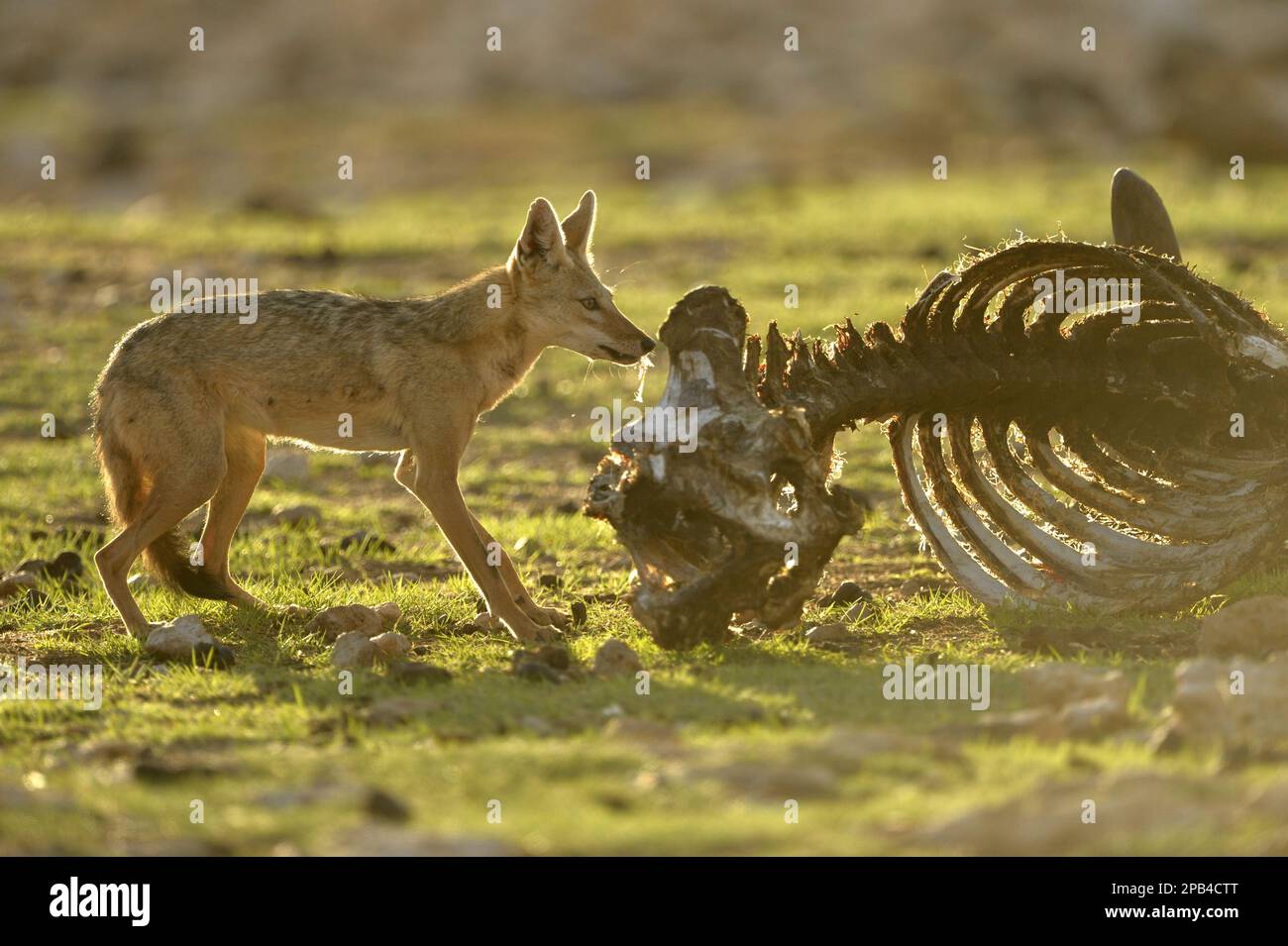 African Golden Wolf (Canis anthus bea), adult, eating carcasses, Shaba ...