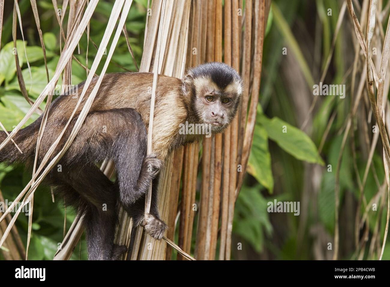 Brown Capuchin (Cebus apella) adult, clinging to dead palm leaves ...