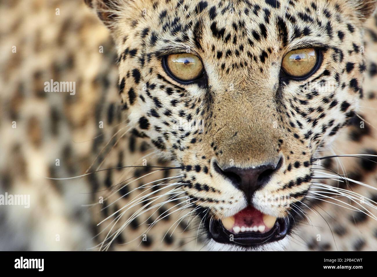 African leopard (Panthera pardus pardus), adult female, close-up of ...
