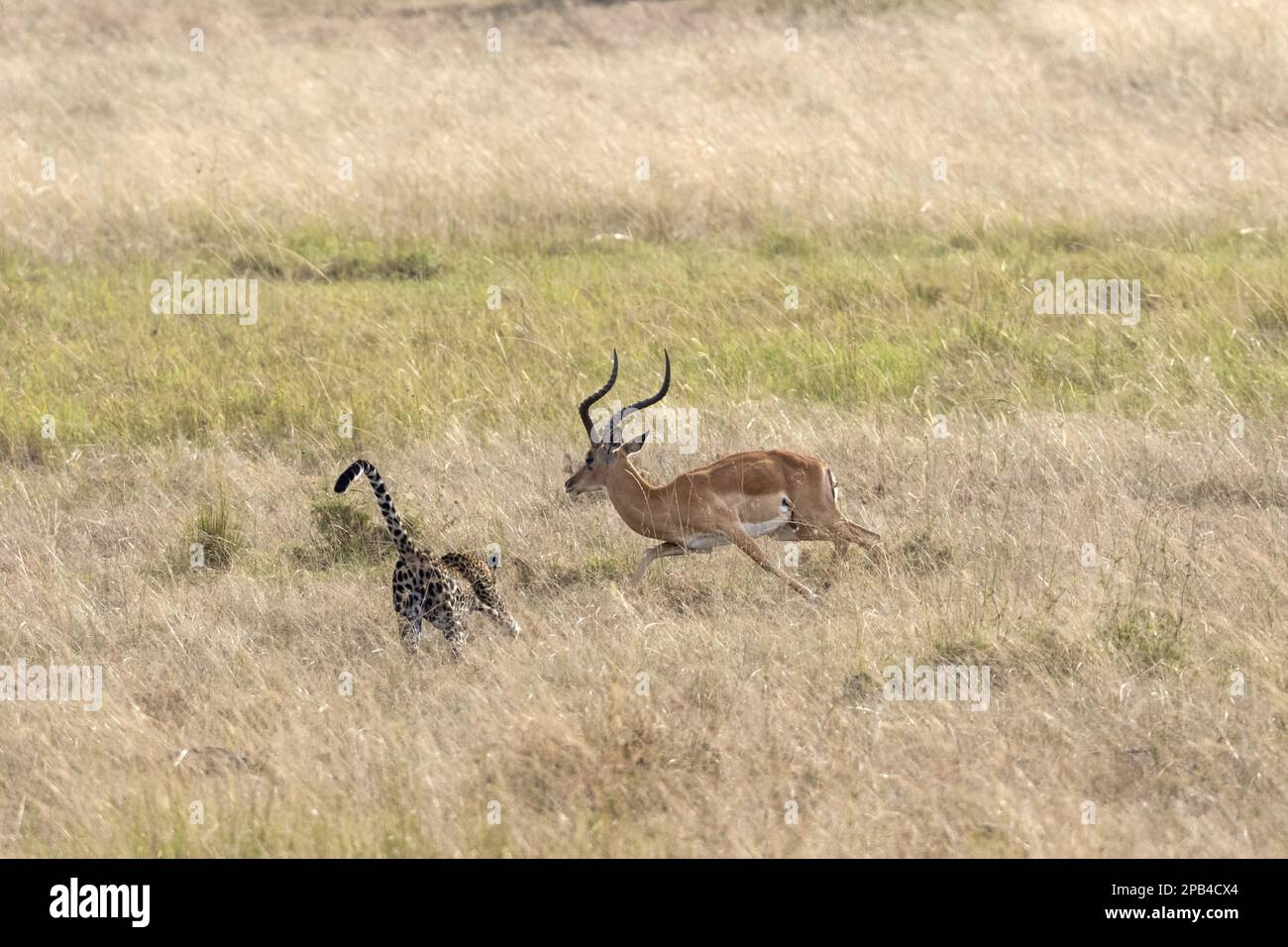 African leopard (Panthera pardus pardus) adult, hunting (2 of 8 in a ...