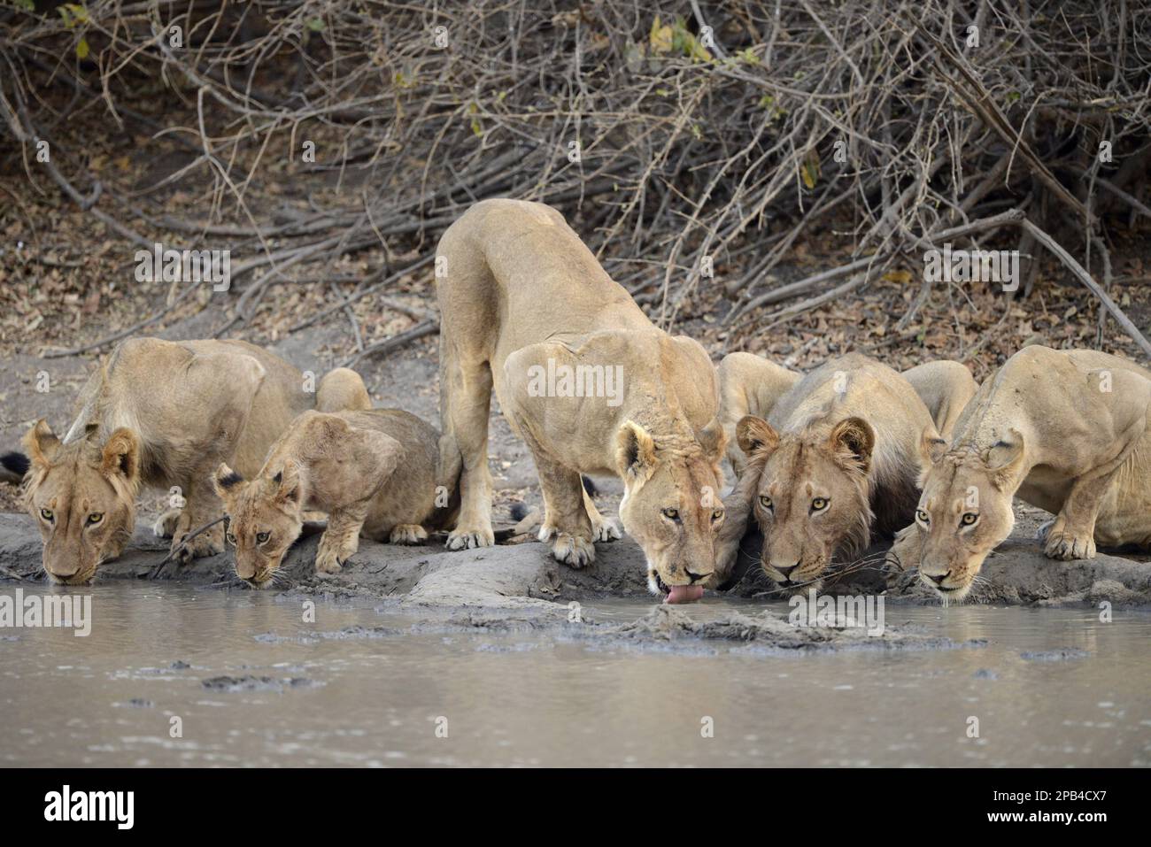 Angola lion, Angolan lions, Angolan lion, predators, mammals, animals ...