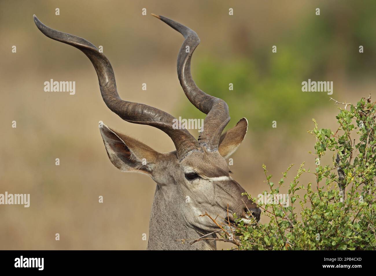 Southeast African Greater Kudu, Southeast African Greater Kudus ...