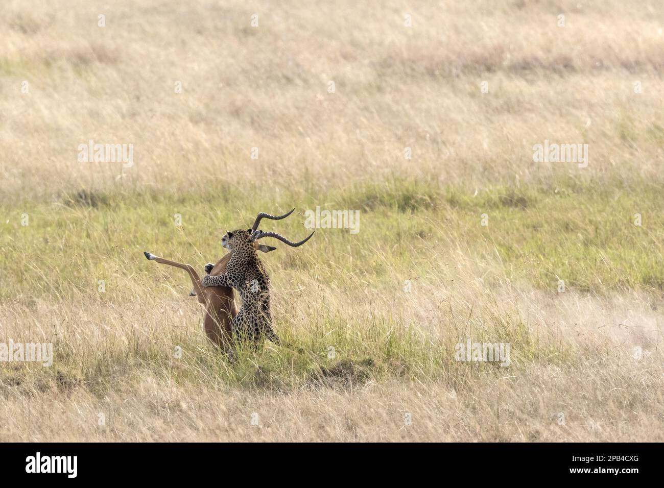 African leopard (Panthera pardus pardus) adult, hunting (7 out of 8 in ...