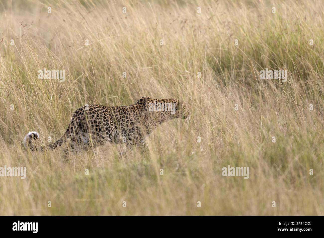 African leopard (Panthera pardus pardus) adult, stalking prey in ...