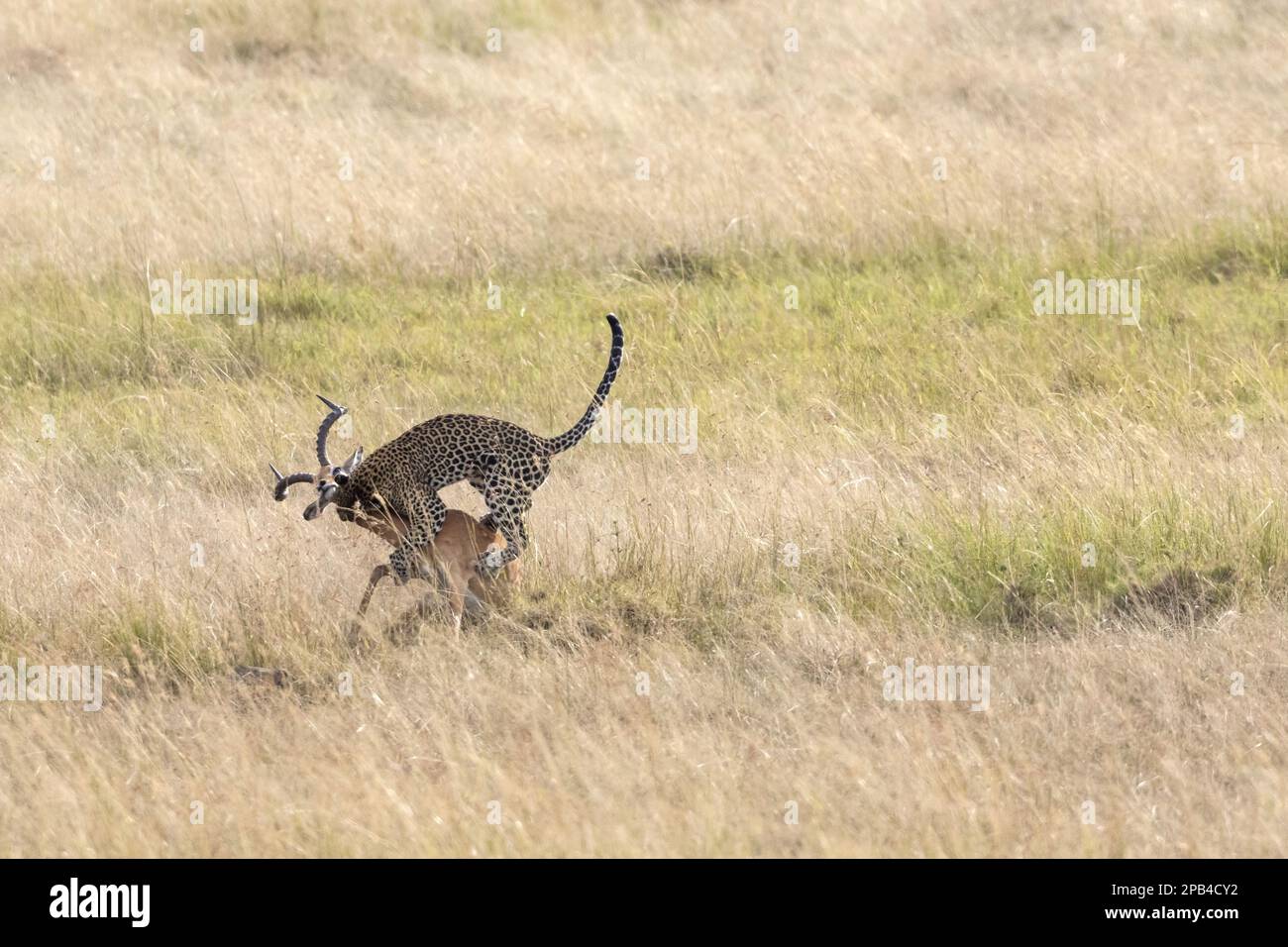 African leopard (Panthera pardus pardus) adult, hunting (8 out of 8 in ...