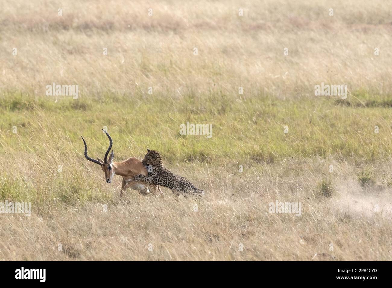 African leopard (Panthera pardus pardus) adult, hunting (4 out of 8 in ...
