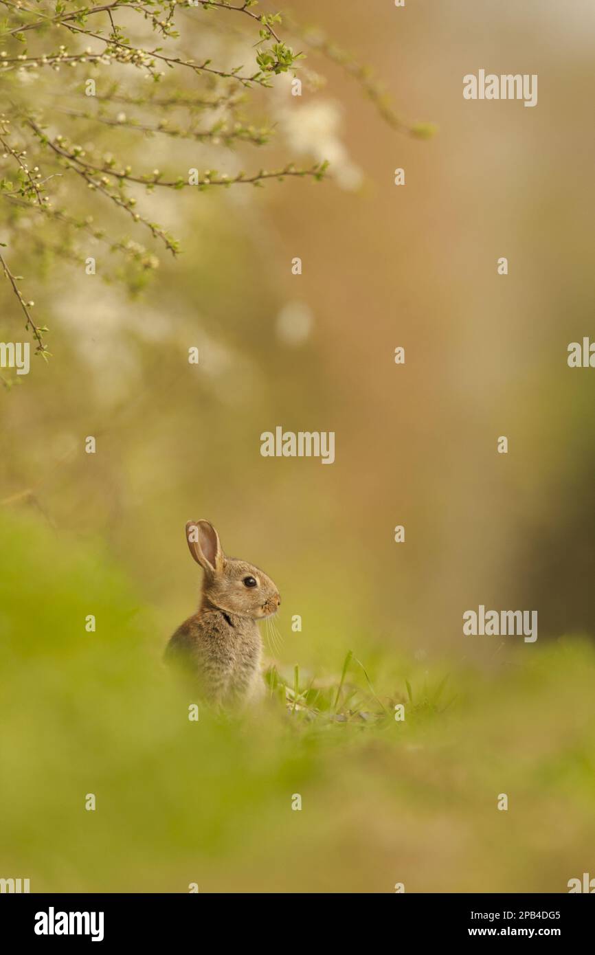 European Rabbit (Oryctolagus cuniculus) young, sitting on edge of wheat ...
