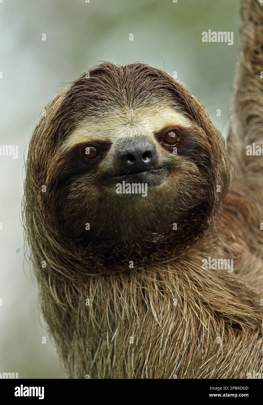 Infuscatus, Brown-throated Sloth, Brown-throated Sloths, Sloth, Sloths ...