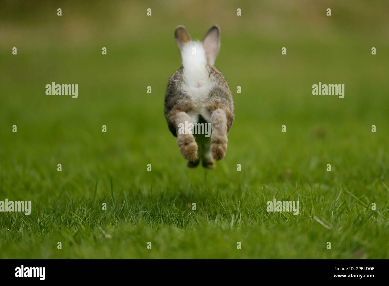 European rabbit (Oryctolagus cuniculus) adult, running away, flashing ...