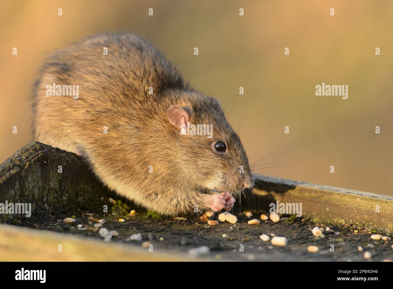 Brown Rat (Rattus norvegicus) adult, feeding on birdtable, Aqualate ...