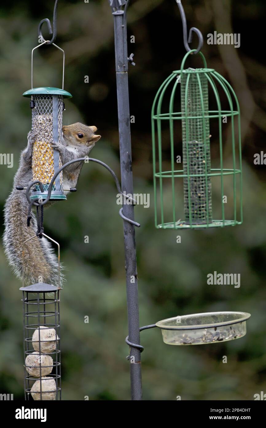 The Eastern eastern gray squirrel (Sciurus carolinensis) introduced ...