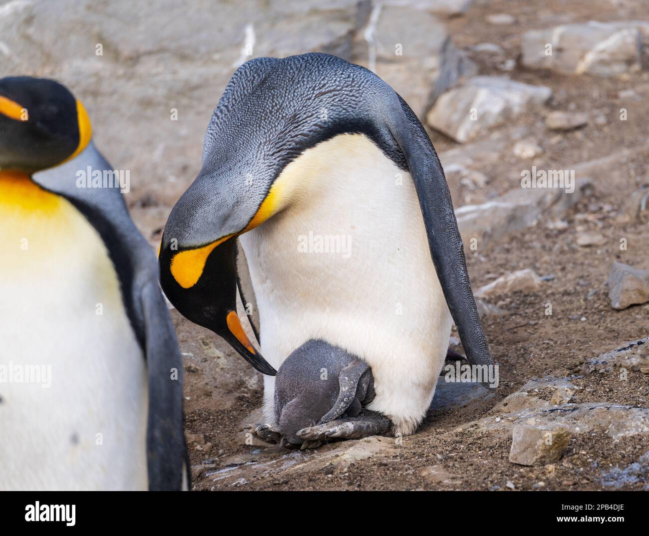 Penguin feet black hi-res stock photography and images - Alamy