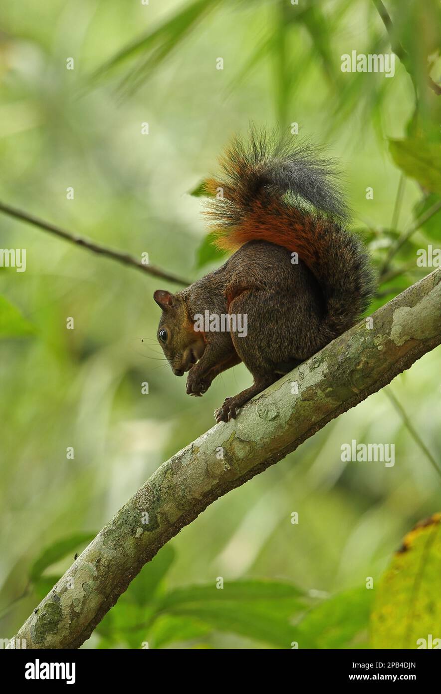 Red-tailed squirrel (Sciurus granatensis), rodents, mammals, animals ...