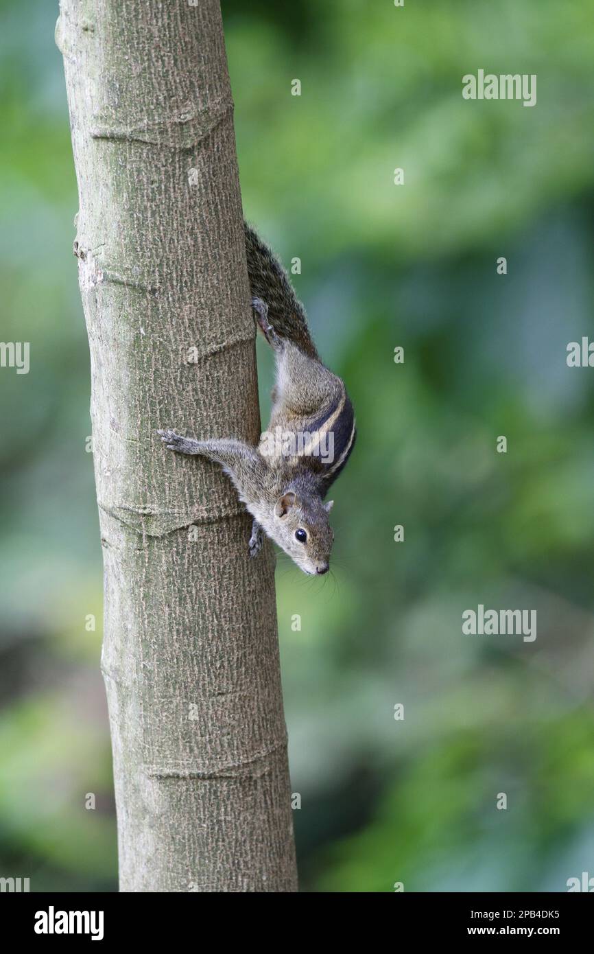 Three-striped Palm Horn, Three-striped Palm Horn, Indian Palm Horn ...