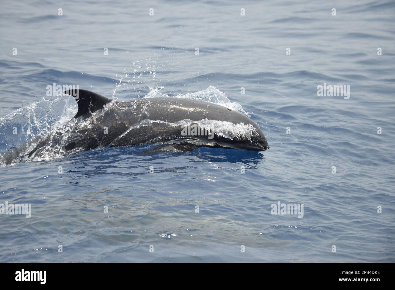 Broad-beaked dolphin, Broad-beaked dolphin, Broad-beaked dolphins ...