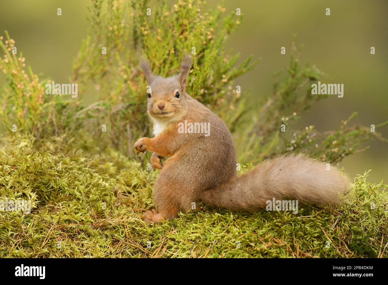 Eurasian red squirrel (Sciurus vulgaris), Squirrels, Rodents, Mammals ...