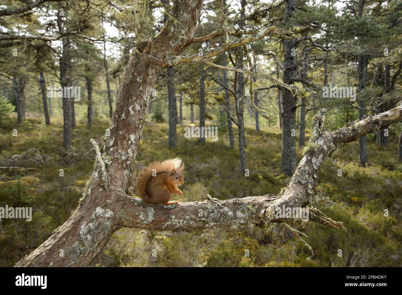 Eurasian red squirrel (Sciurus vulgaris), Squirrels, Rodents, Mammals ...