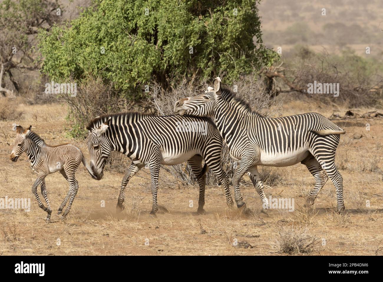Grevy's grevy's zebra (Equus grevyi), adult male with dominance ...