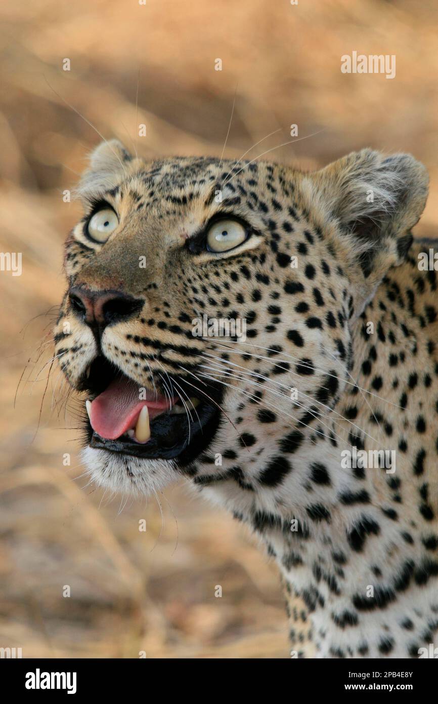 Pardus leopard niche leopards (Panthera pardus), big cats, predators ...