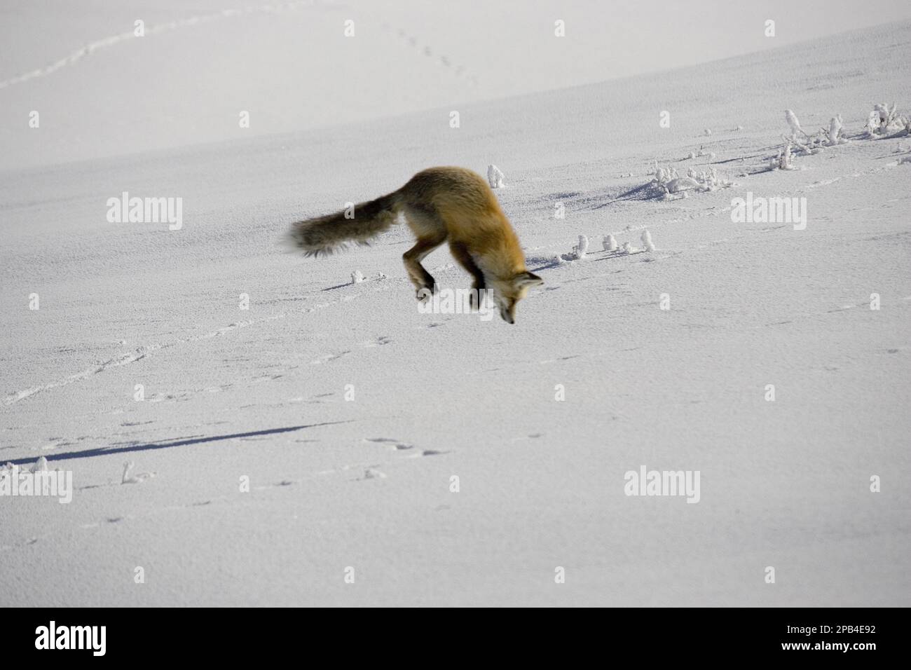 American red fox, American red foxes, Fox, Foxes, Canines, Predators ...
