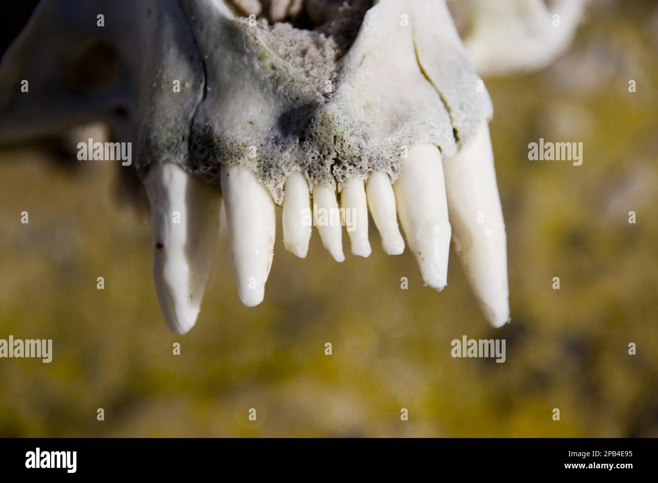 South (otariidae) american sea lions, maned seals, marine mammals ...