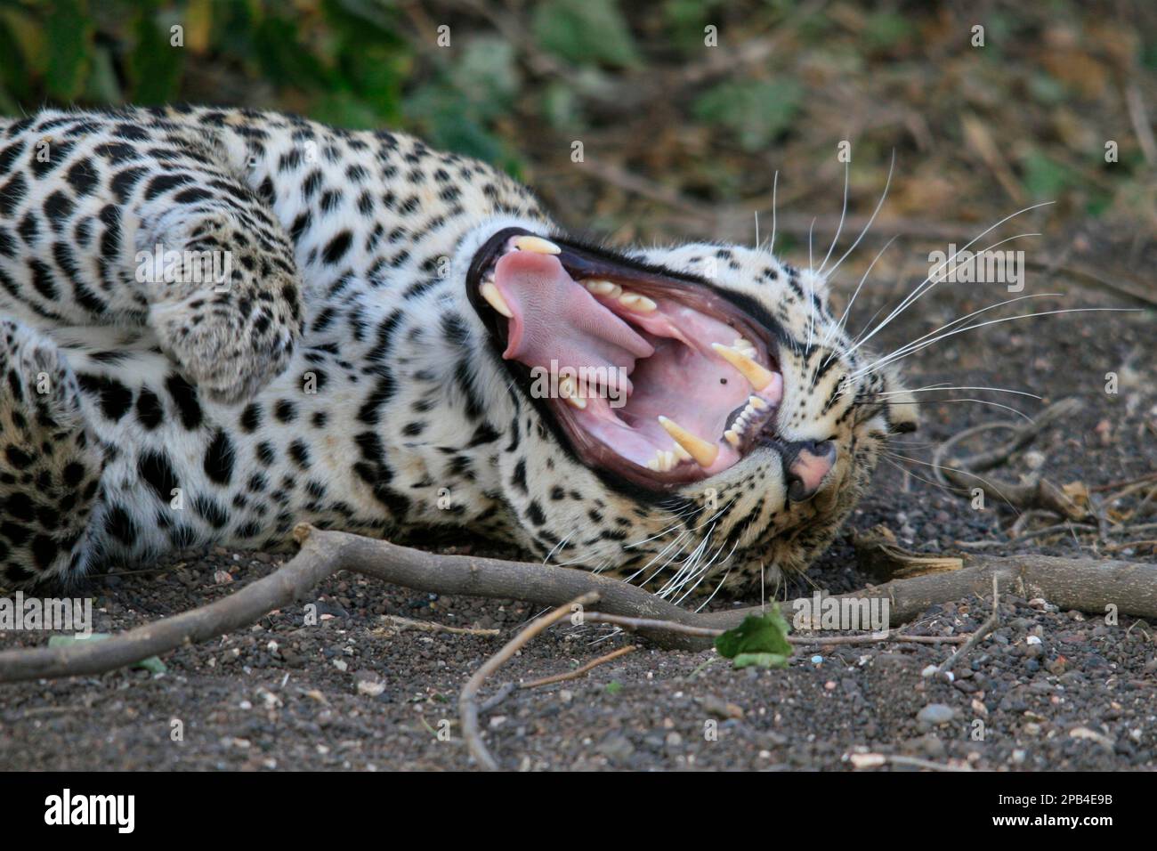 Pardus leopard niche leopards (Panthera pardus), big cats, predators ...