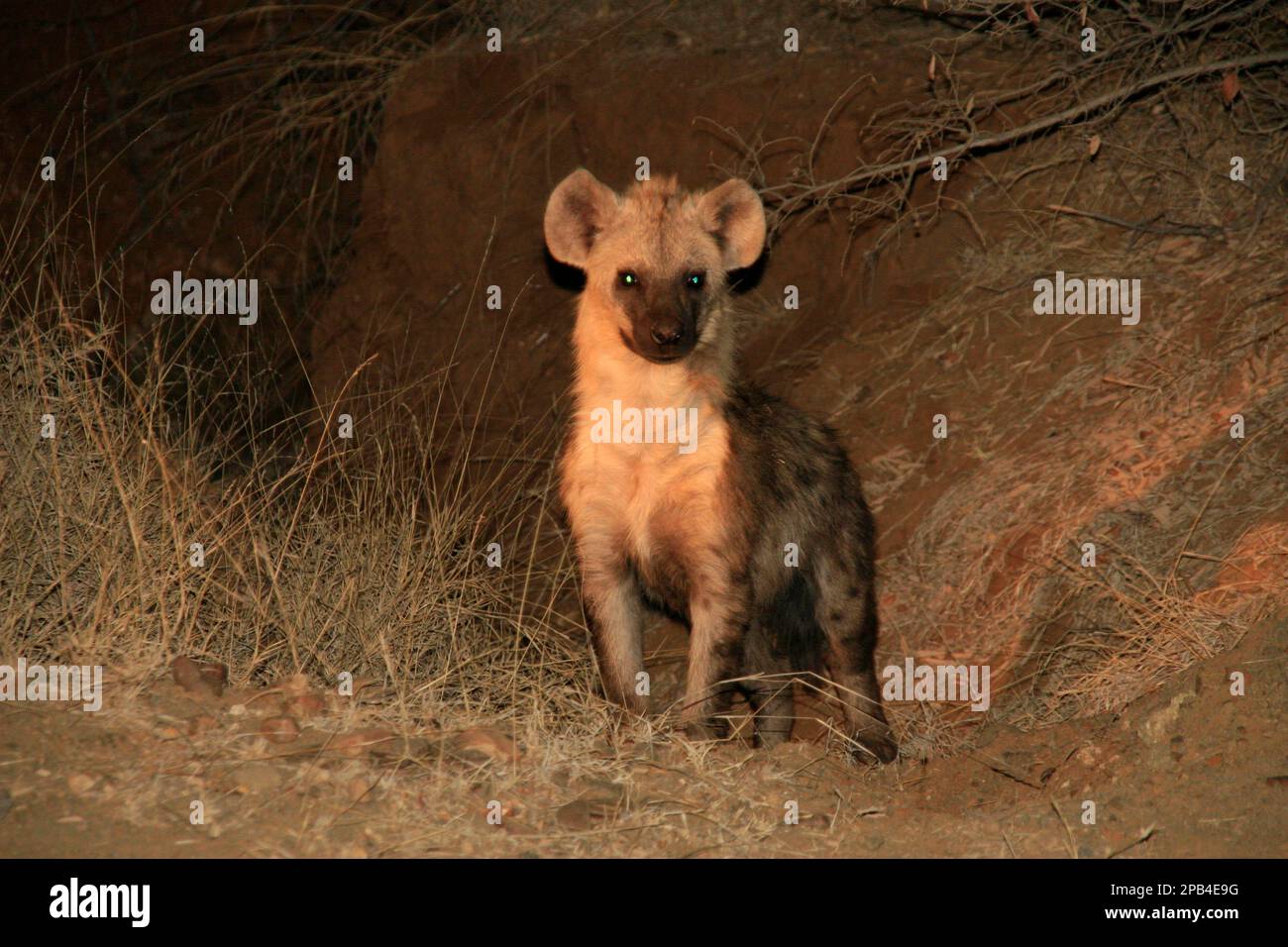 Spotted hyaena, spotted hyenas, hyena, hyenas, canines, predators ...