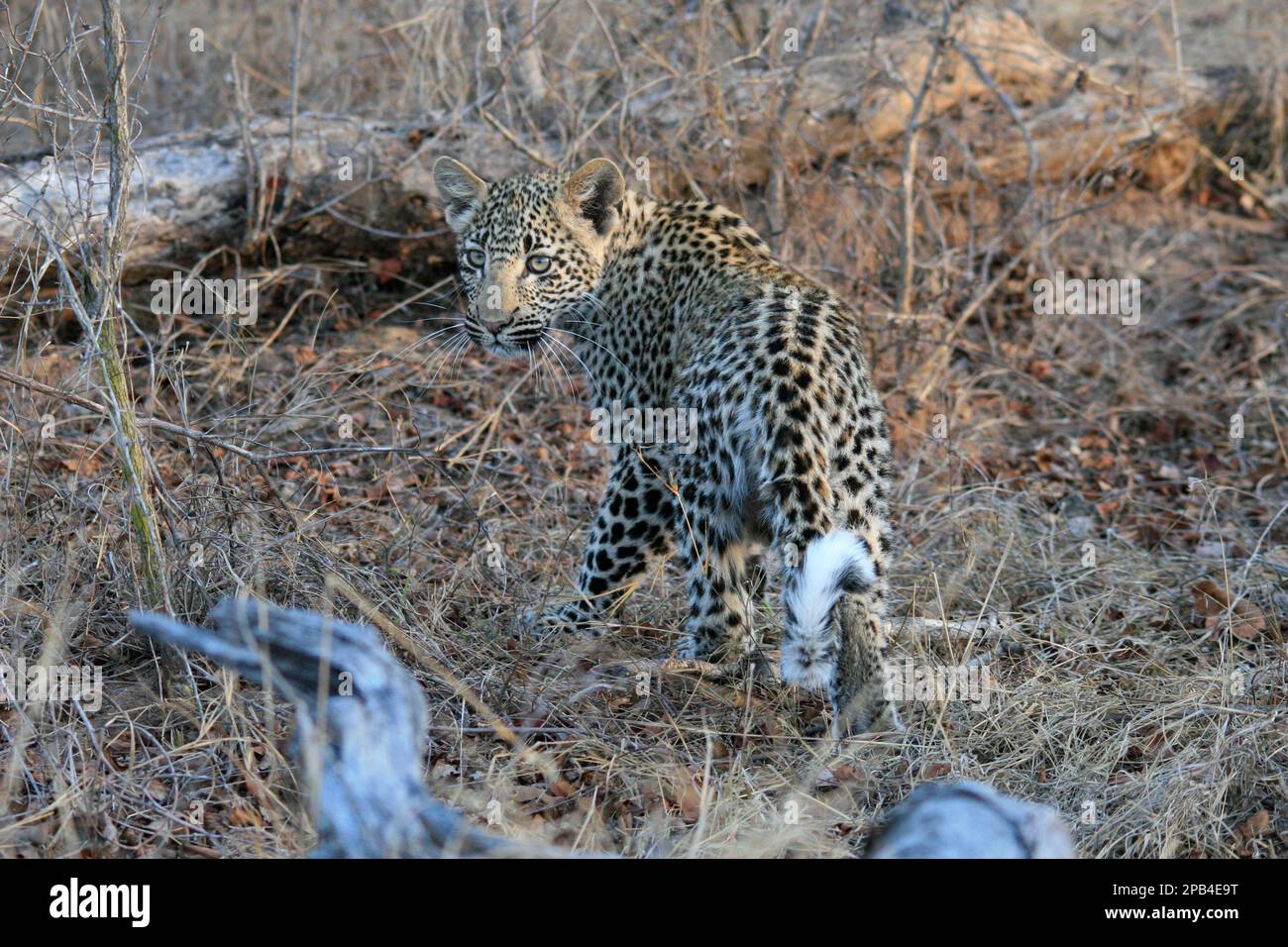 Pardus leopard niche leopards (Panthera pardus), predatory cats ...
