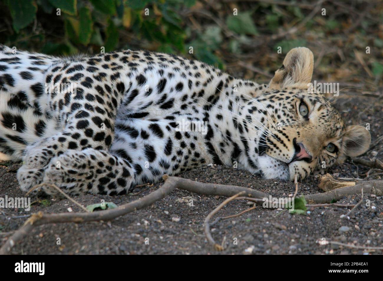 Pardusnian leopard niche leopards (Panthera pardus), predatory cats ...