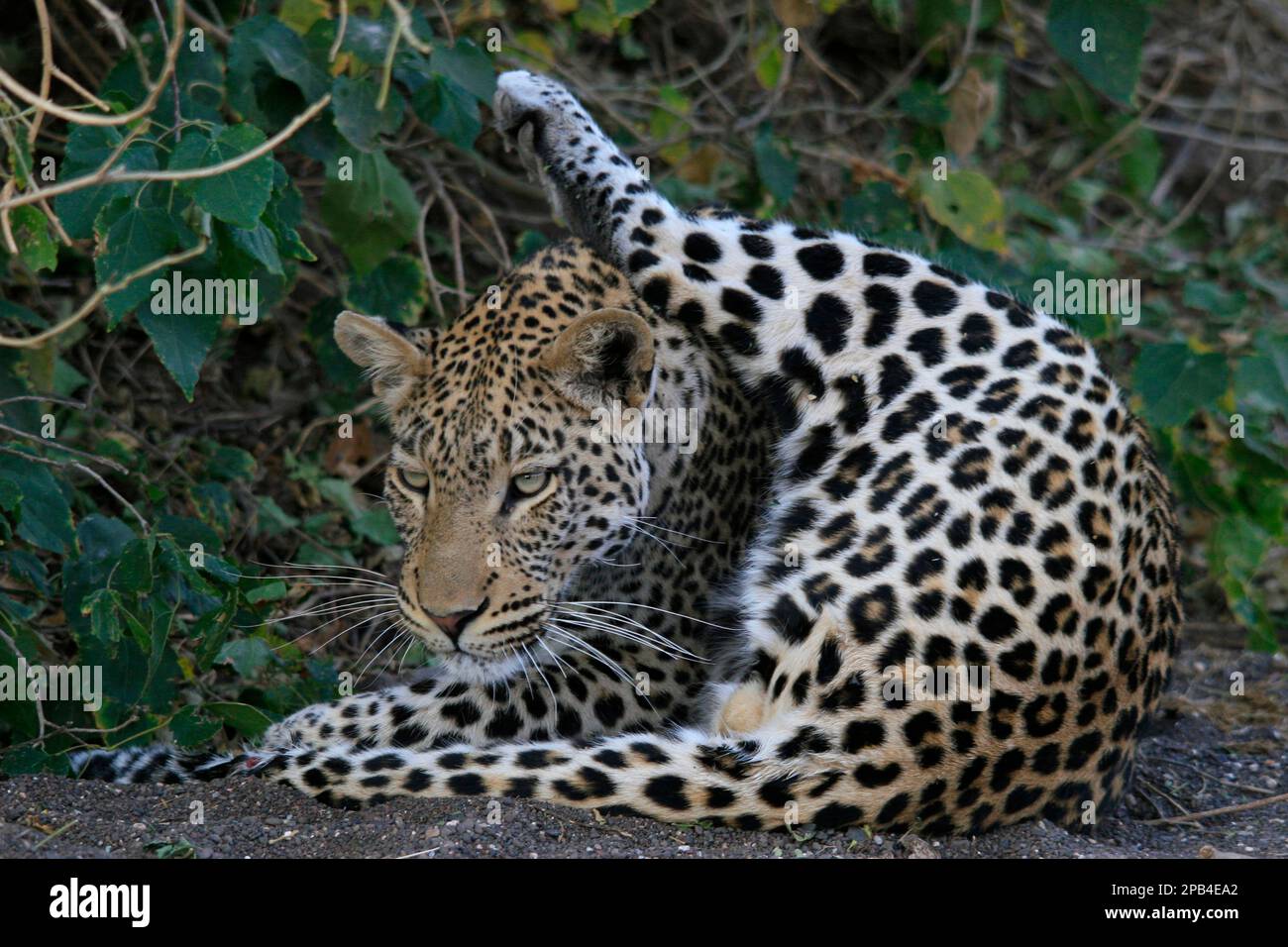 Pardus leopard niche leopards (Panthera pardus), big cats, predators ...