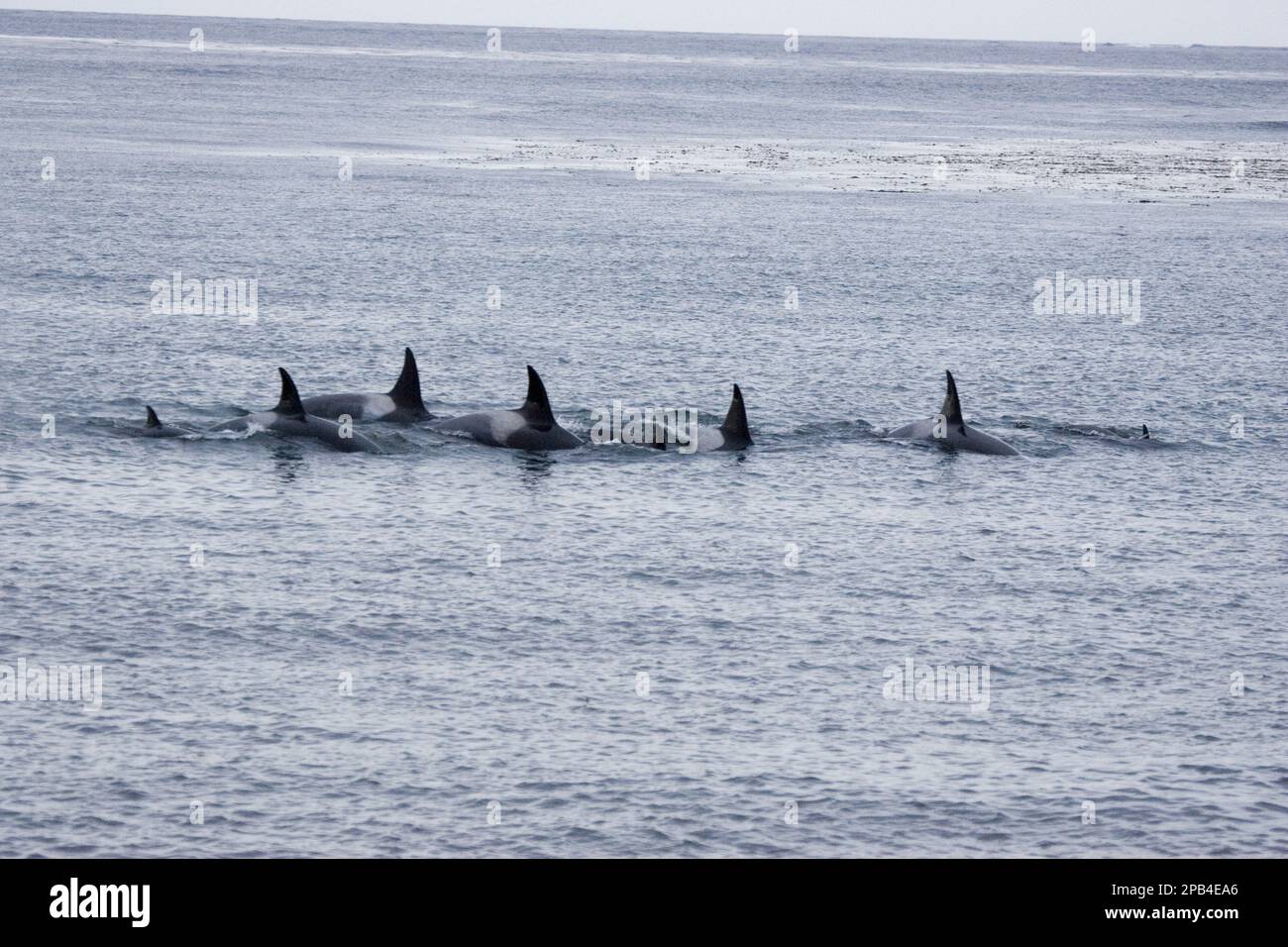 Killer whale, orca, killer whales, orcas, toothed whales, marine ...