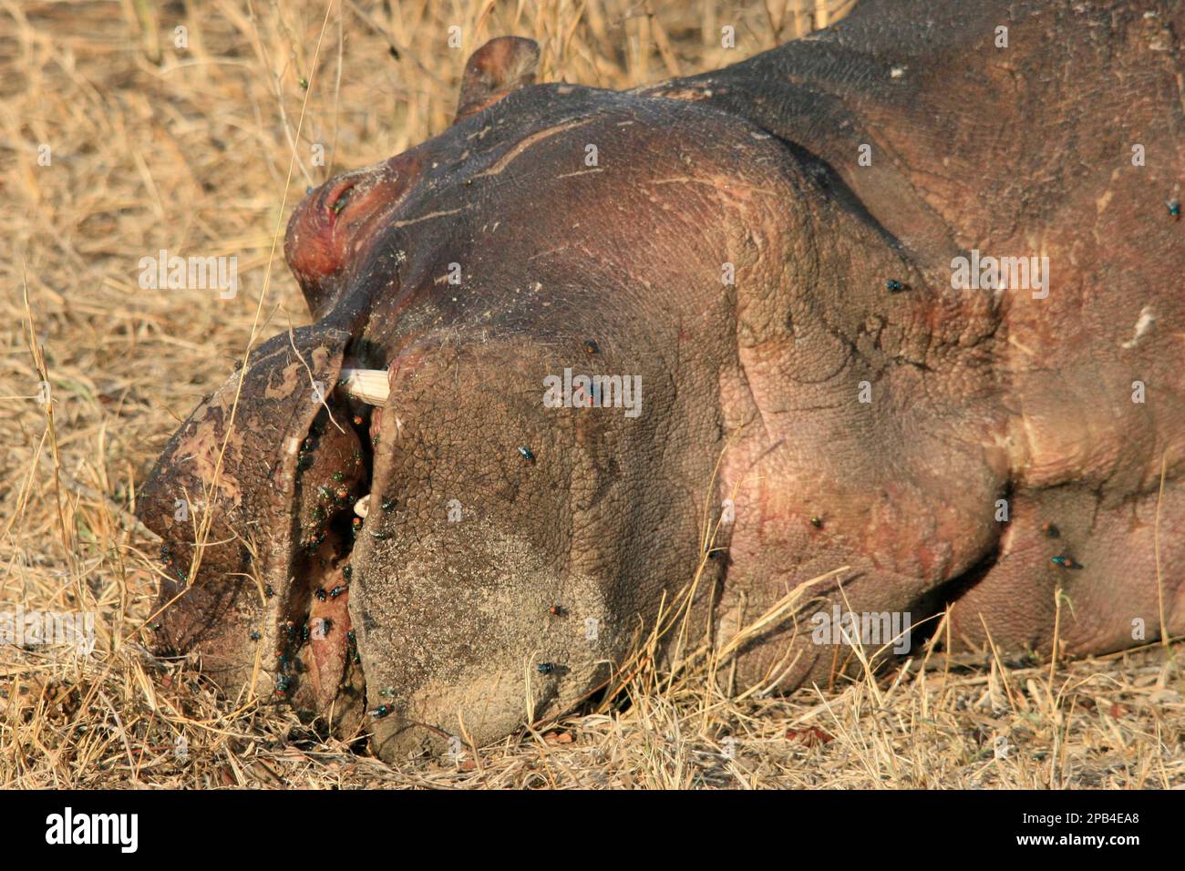 Hippopotamus, hippopotamus, hippopotamus, ungulates, even-toed ...