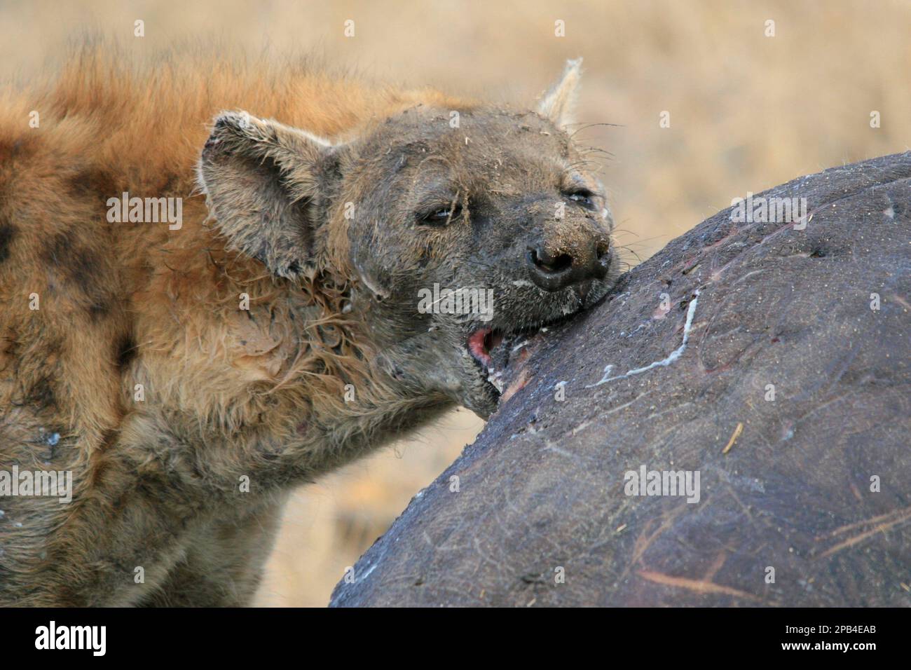 Spotted hyena, spotted hyenas, hyena, hyenas, canines, predators ...