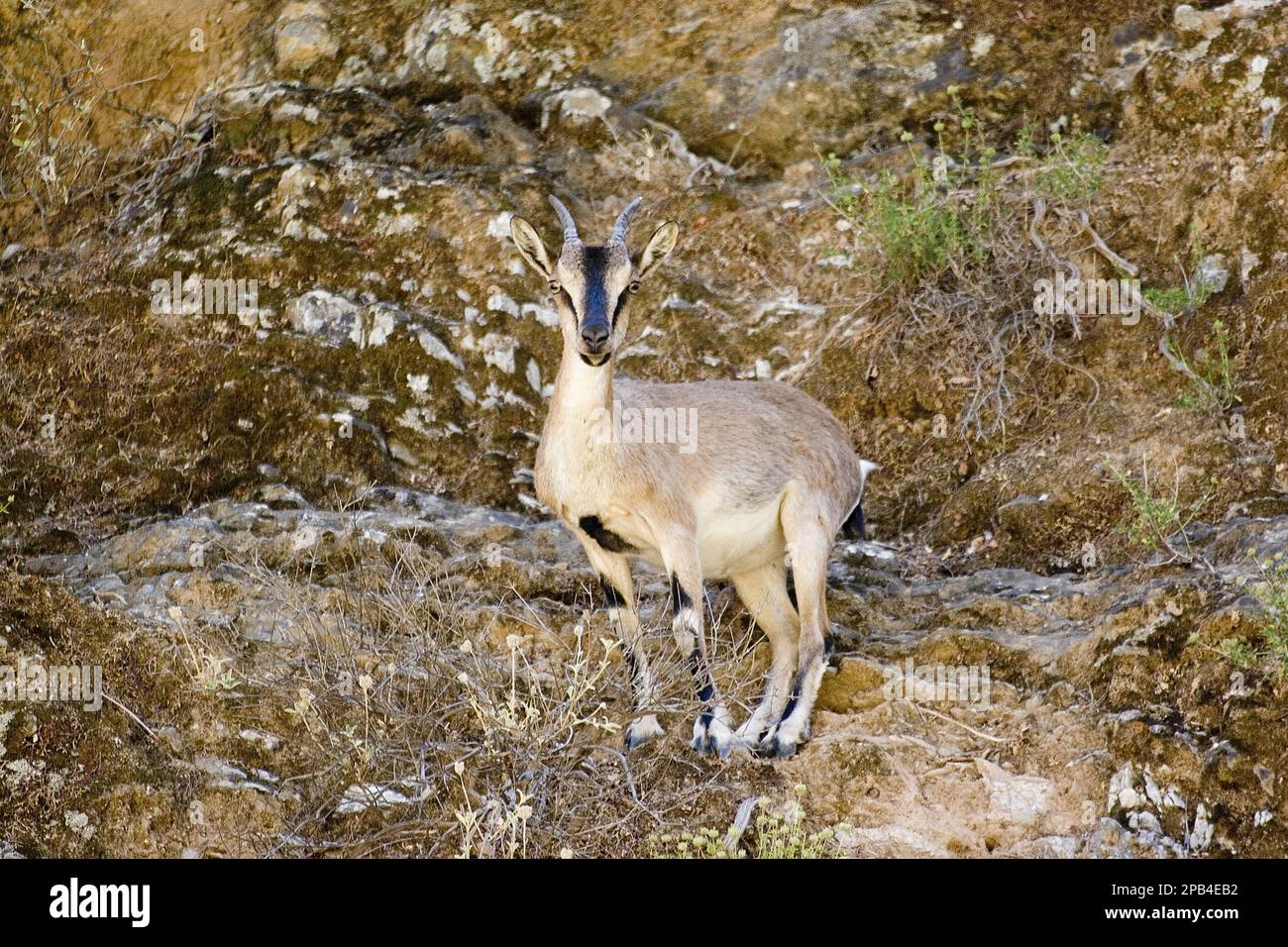 Cretan wild goat, Cretan chamois, Cretan chamois, Agrimi, Kri-kri ...