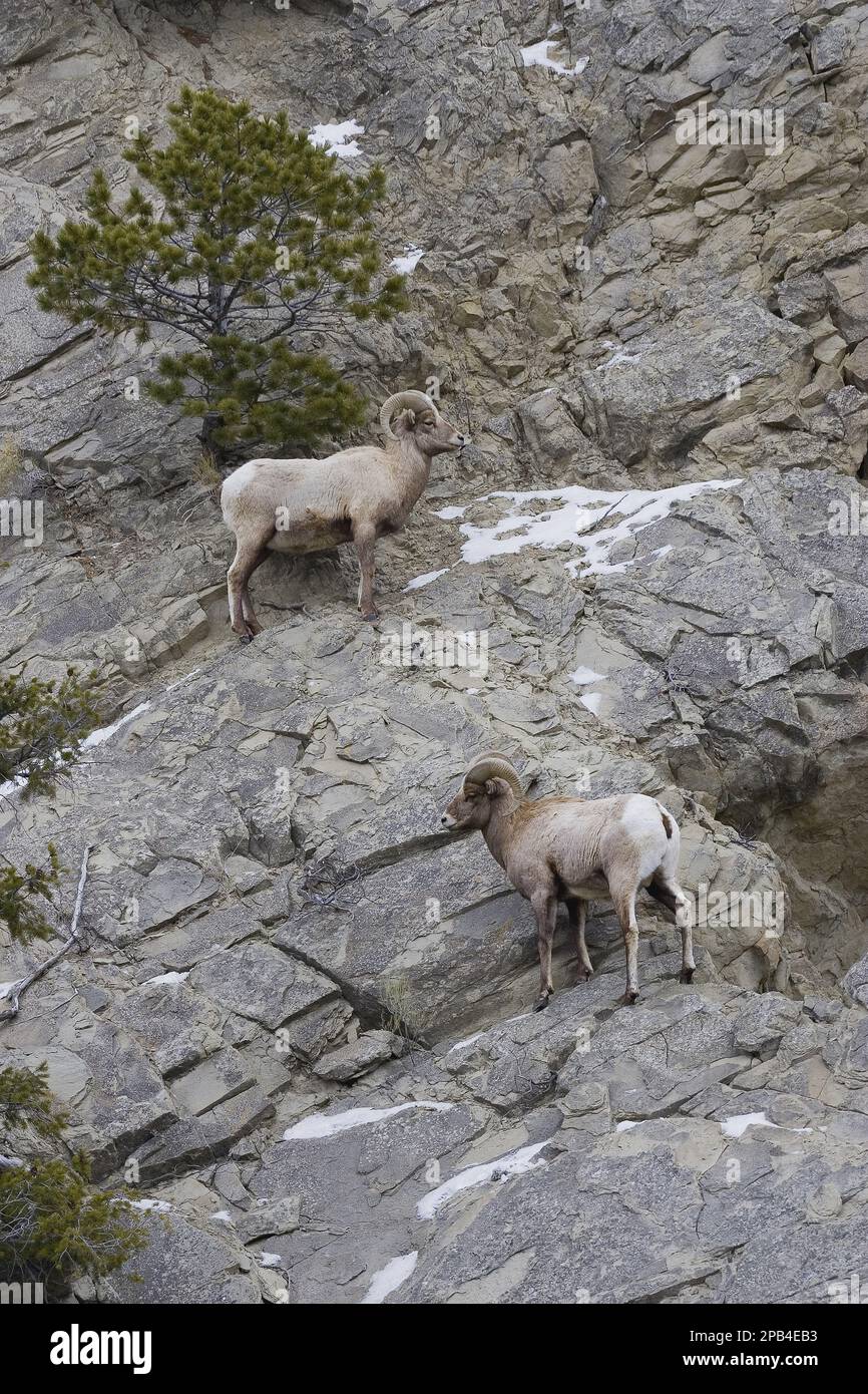 Bighorn sheep, bighorn sheep, ungulates, even-toed ungulates, mammals ...