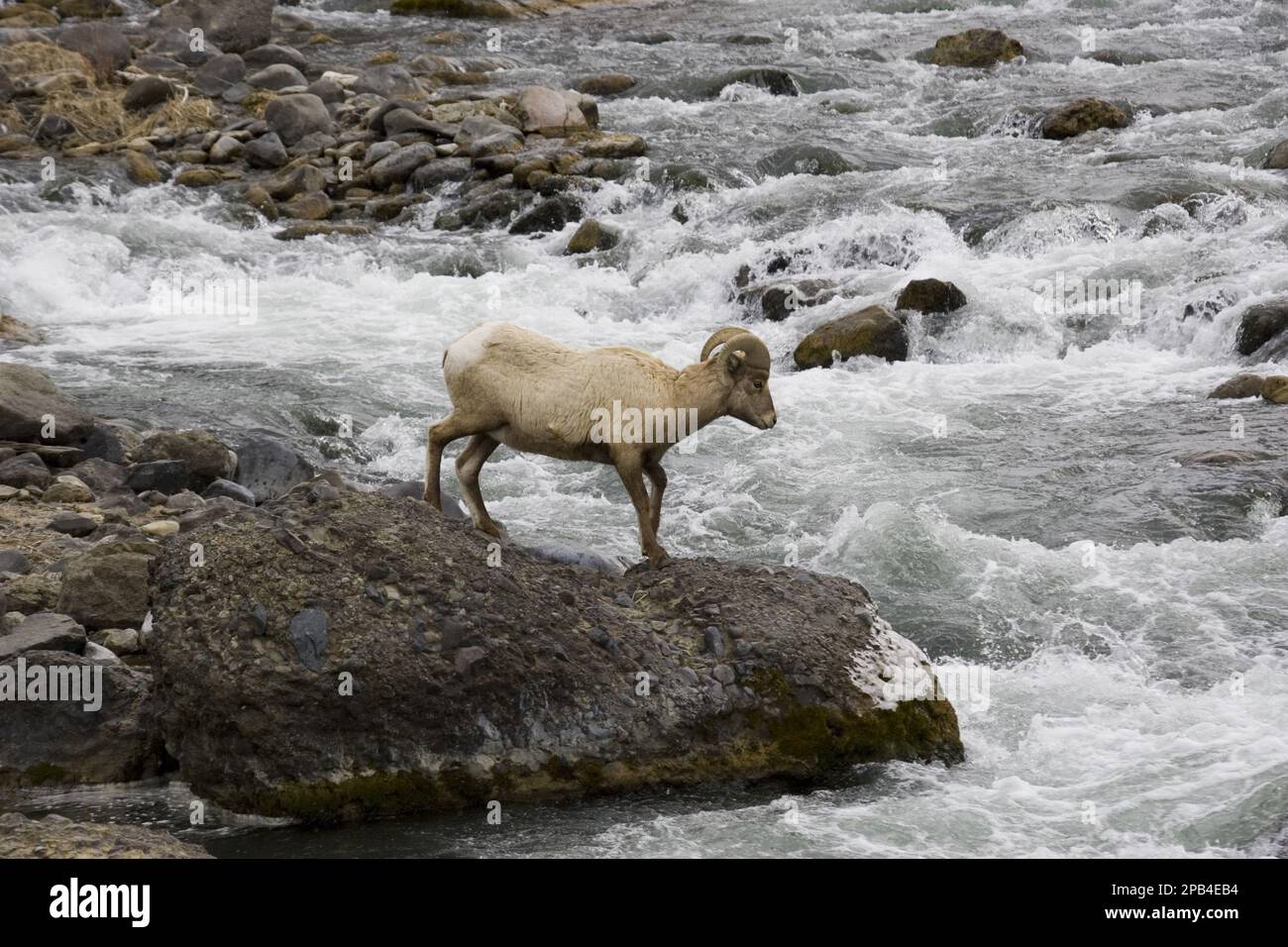 Bighorn sheep, bighorn sheep, ungulates, even-toed ungulates, mammals ...