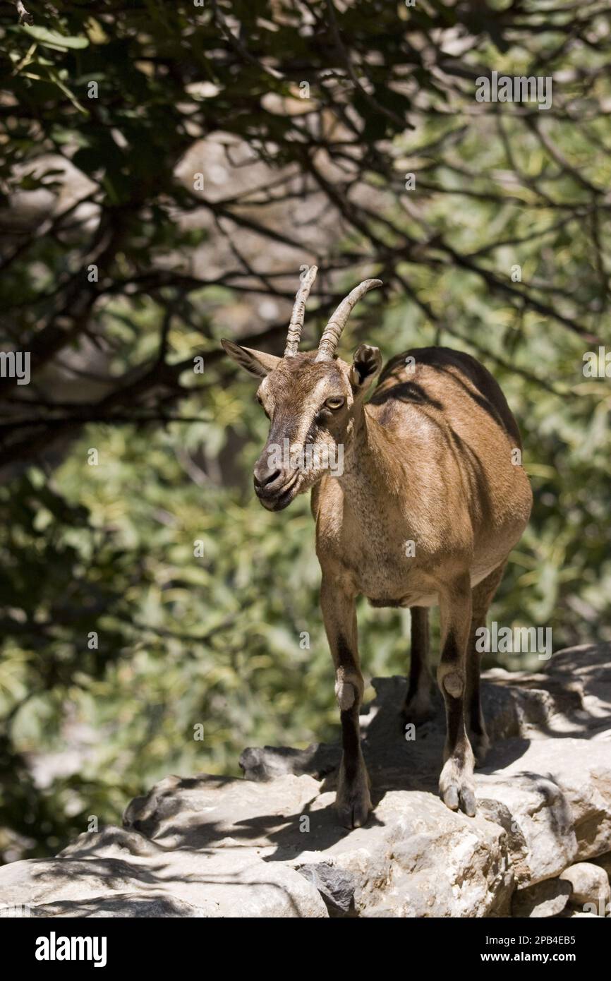 Kri kri goat hi-res stock photography and images - Alamy
