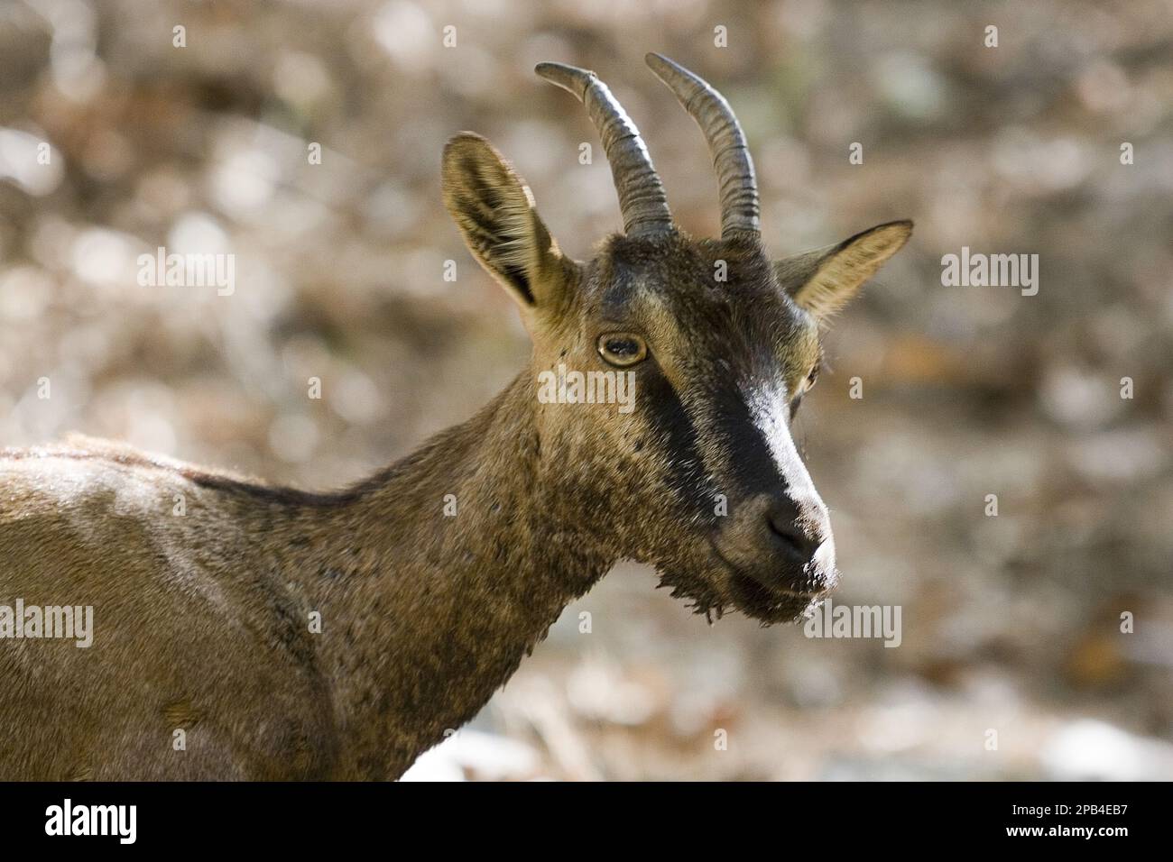 Cretan wild goat, Cretan chamois, Cretan chamois, Agrimi, Kri-kri ...