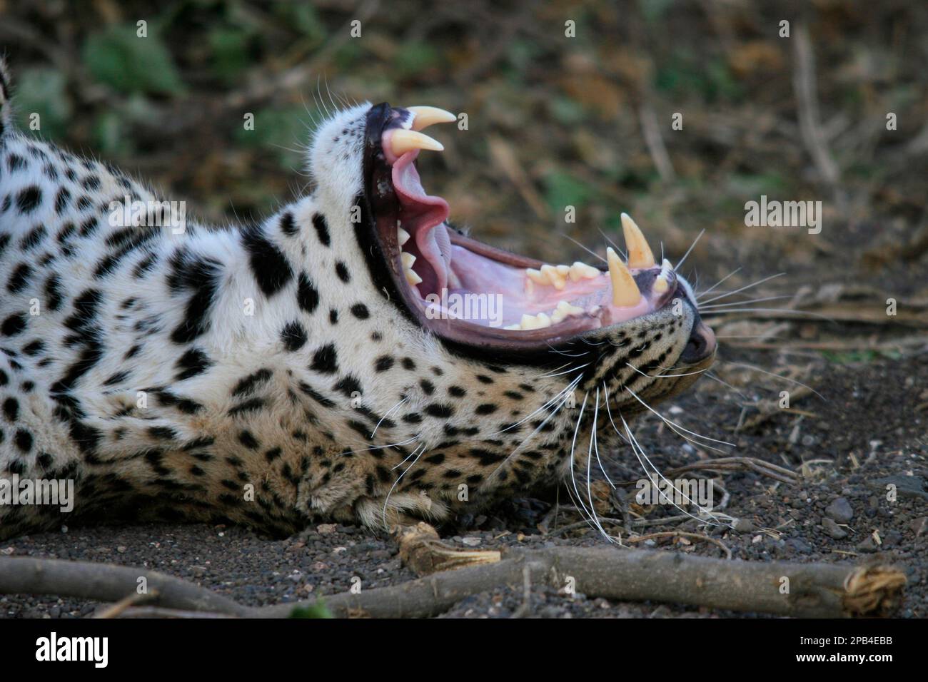 Pardus leopard niche leopards (Panthera pardus), big cats, predators ...