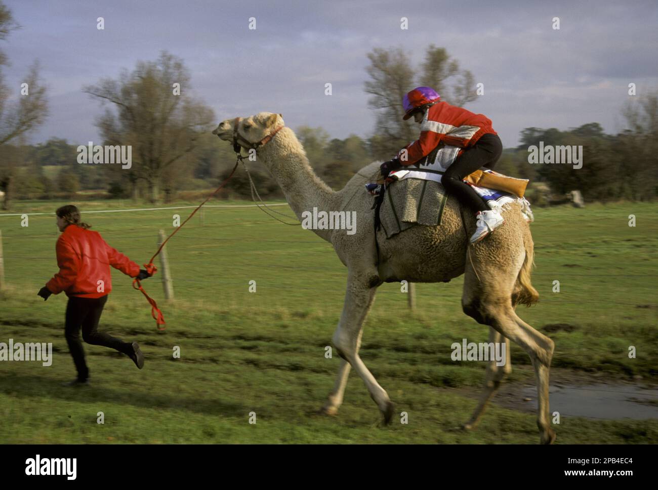 xzDromedary, Dromedaries, One-humped camel, Arabian camel, Arabian ...