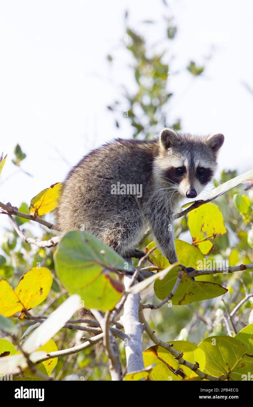 Raccoon (procyonidae) raccoons (procyon lotor), small bears, predators ...