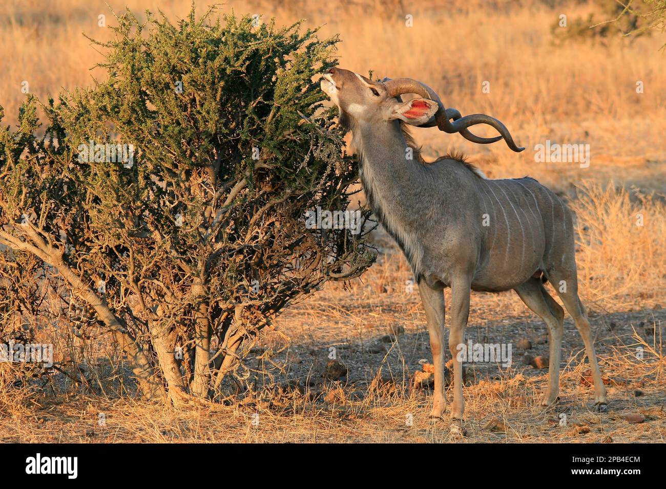 Greater kudu, Greater kudu, Antelopes, Ungulates, Even-toed ungulates ...