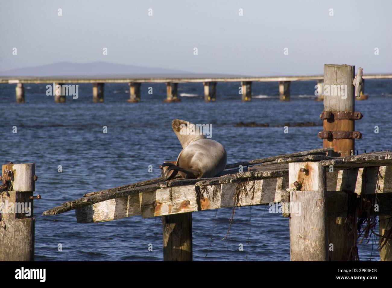 South american sea lions, maned seals, marine mammals, predators, seals ...