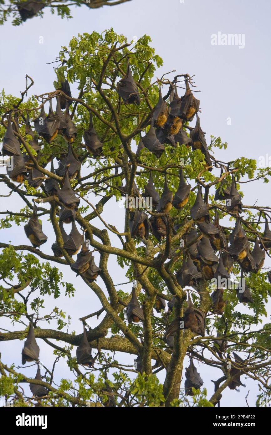 Indian giant flying fox, Indian giant flying fox, flying fox, flying ...