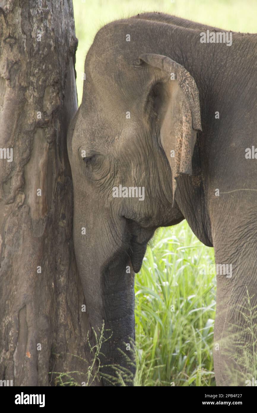 Asian elephant, Indian elephant, Asian elephants, Indian elephants ...